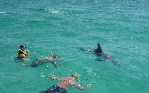 4 Hour Shell Island Dolphin Swim Experience | Navarrebeach.com