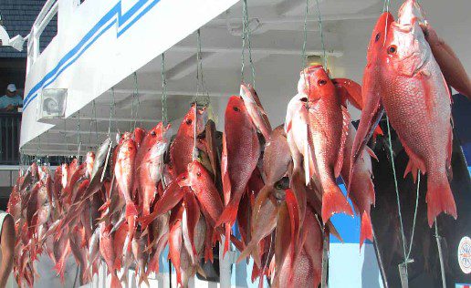 5 Hour Deep Sea Party Boat Fishing in Panama City Beach | Navarrebeach.com