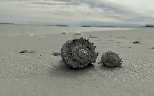 Beach & Lagoon Shelling Excursion | Navarrebeach.com
