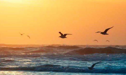 Sunset Dolphin Encounter Aboard Captain Anderson III | Navarrebeach.com