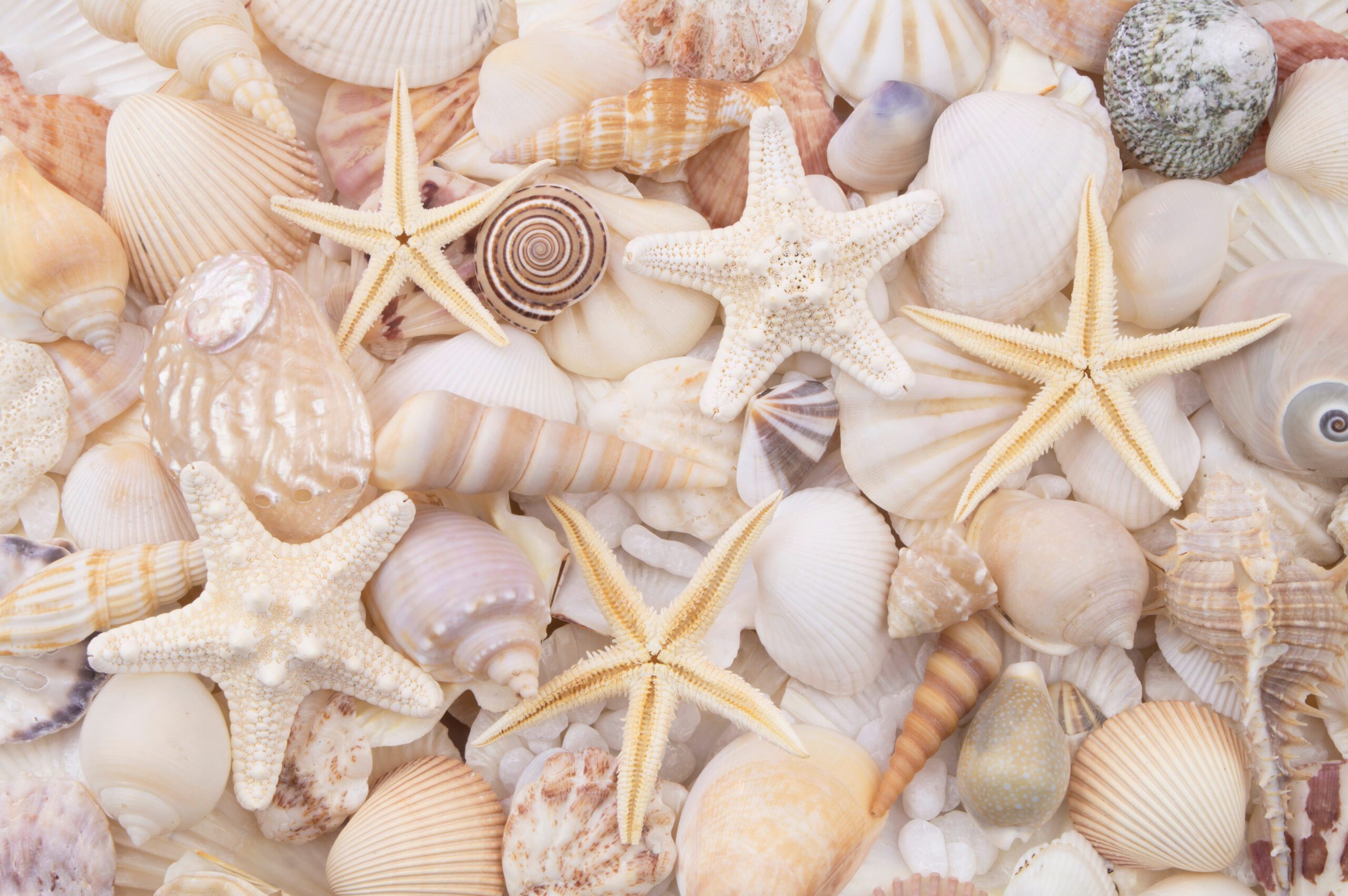 SEASHELLS BY THE SEASHORE | Navarrebeach.com